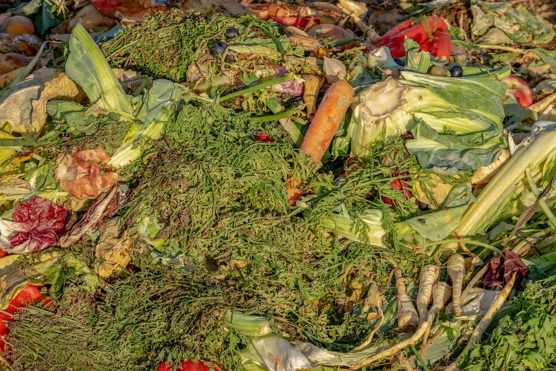 How to manage food and organic waste in Global South cities