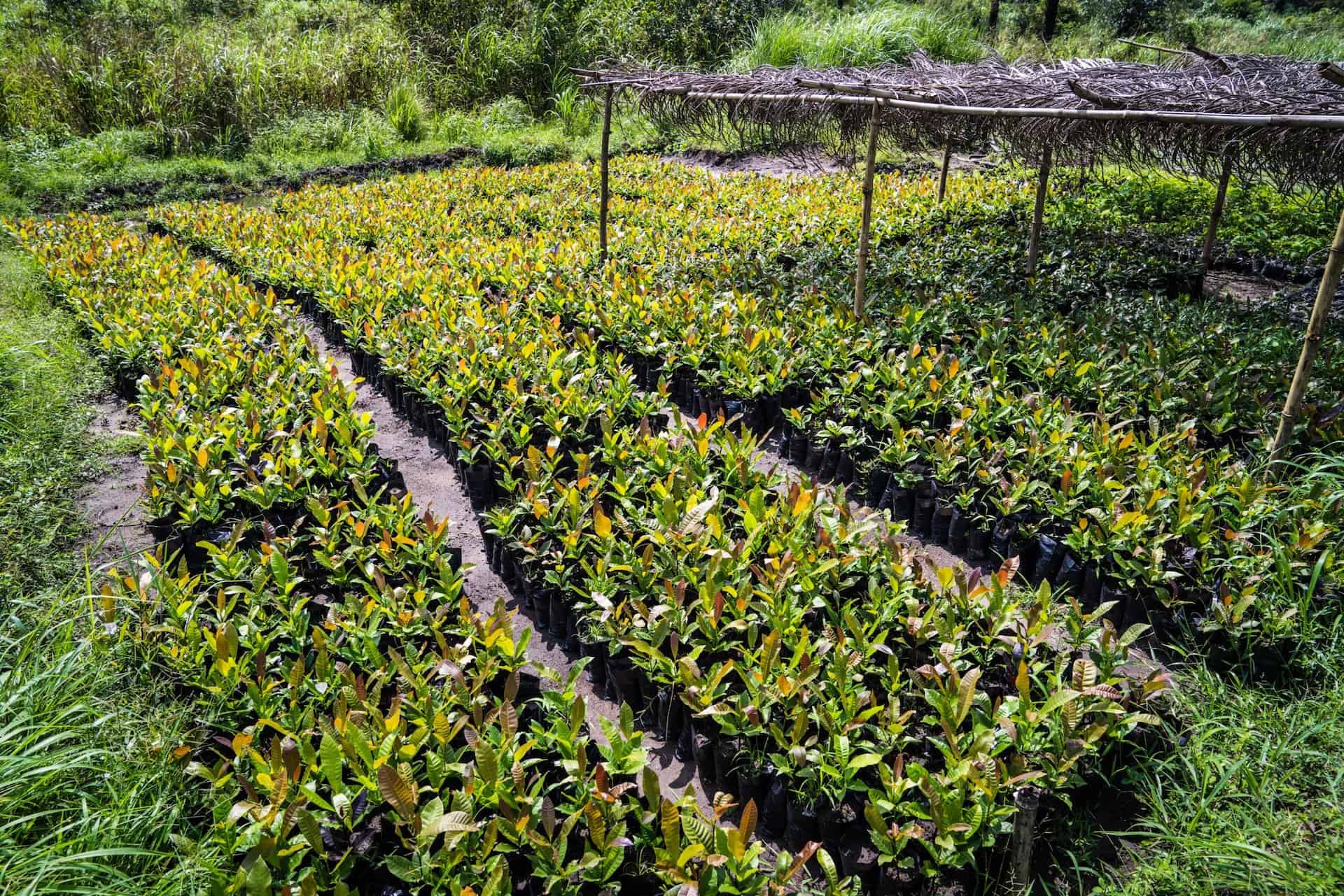 Freetown’s highly replicable way of self-financing urban reforestation