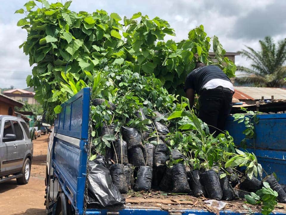 Freetown’s highly replicable way of self-financing urban reforestation