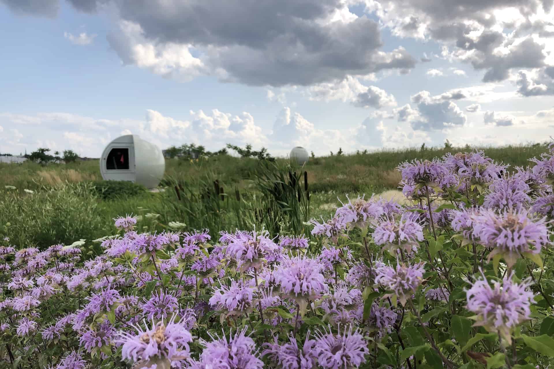 Urban rewilding: The value and co-benefits of nature in urban spaces